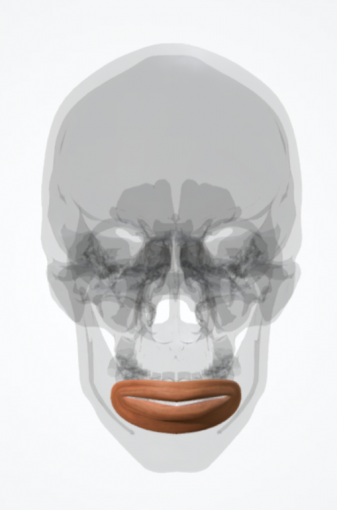 Embouchure – Cladid-Wiki